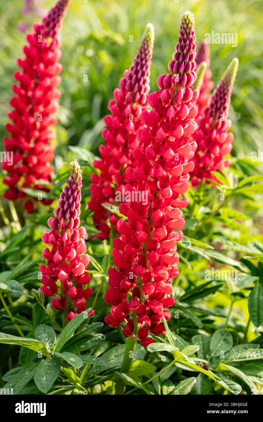 Lupinus west country beefeater hi-res stock photography and images - Alamy