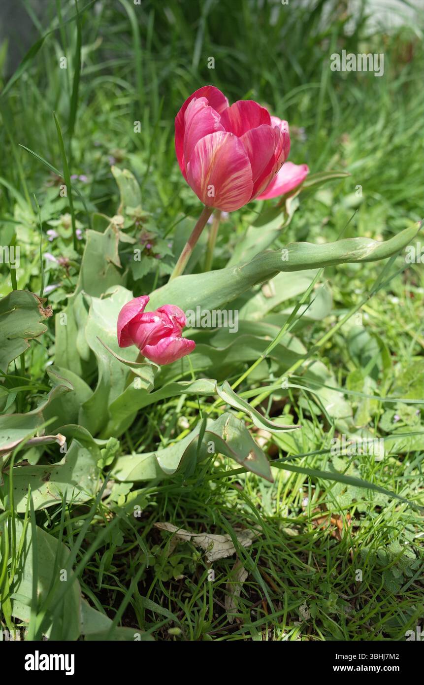 Nature in Tokyo Stock Photo - Alamy