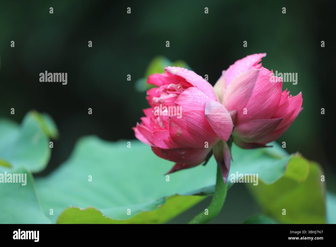 A twin lotus flower at Xuanwu Lake bursts into bloom in Nanjing City ...