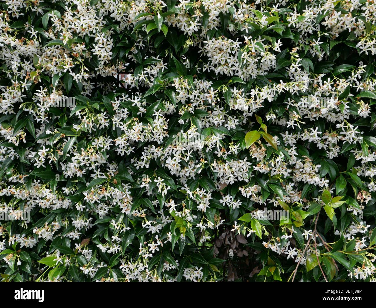 common jasmine plant scientific name Jasminum officinale Stock Photo ...