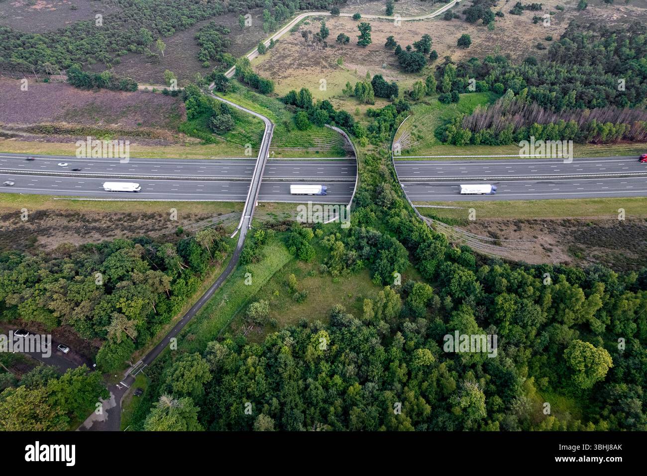 Forest aerial wildlife crossing Borkeld forming a safe natural corridor ...