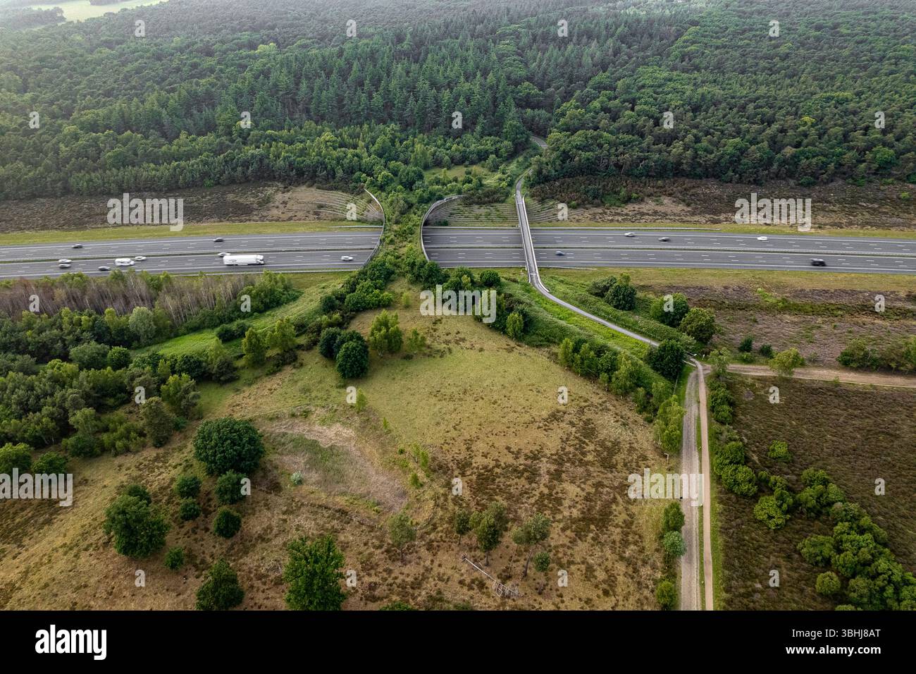 Forest aerial wildlife crossing Borkeld forming a safe natural corridor ...
