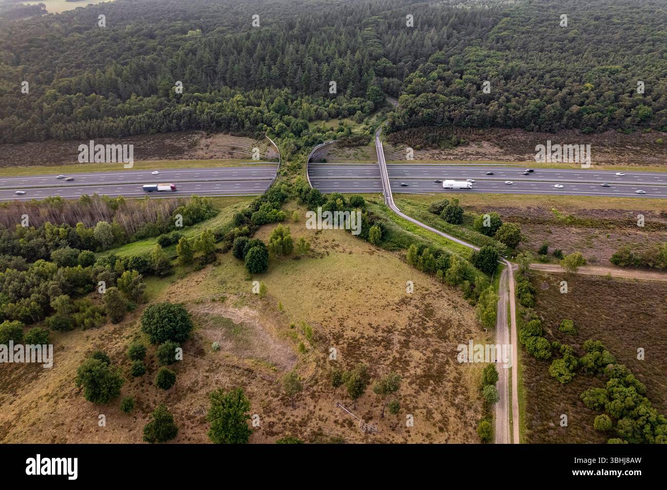 Forest aerial wildlife crossing Borkeld forming a safe natural corridor ...