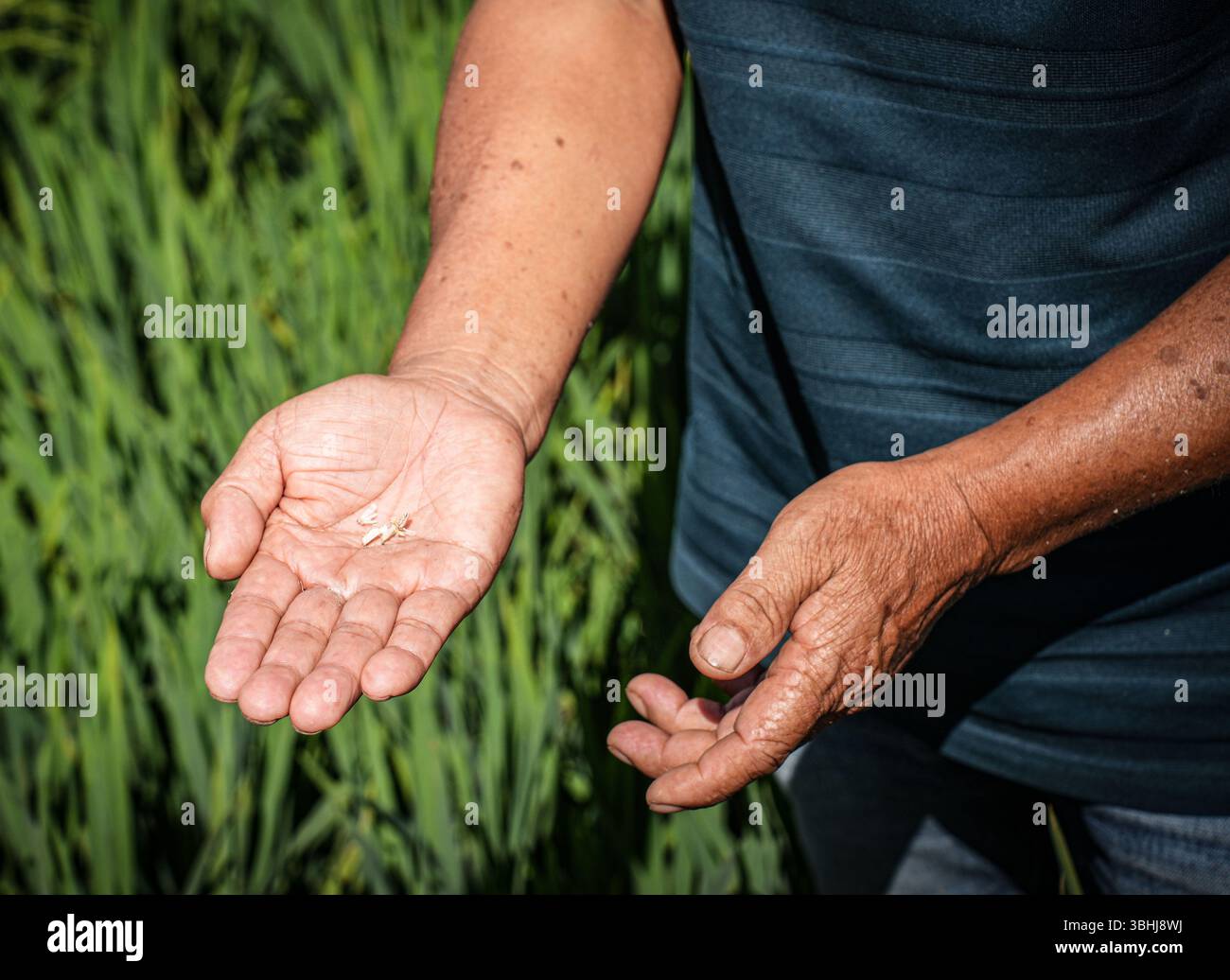 (250610) -- ANTANANARIVO, June 10, 2025 (Xinhua) -- Chinese agronomist ...