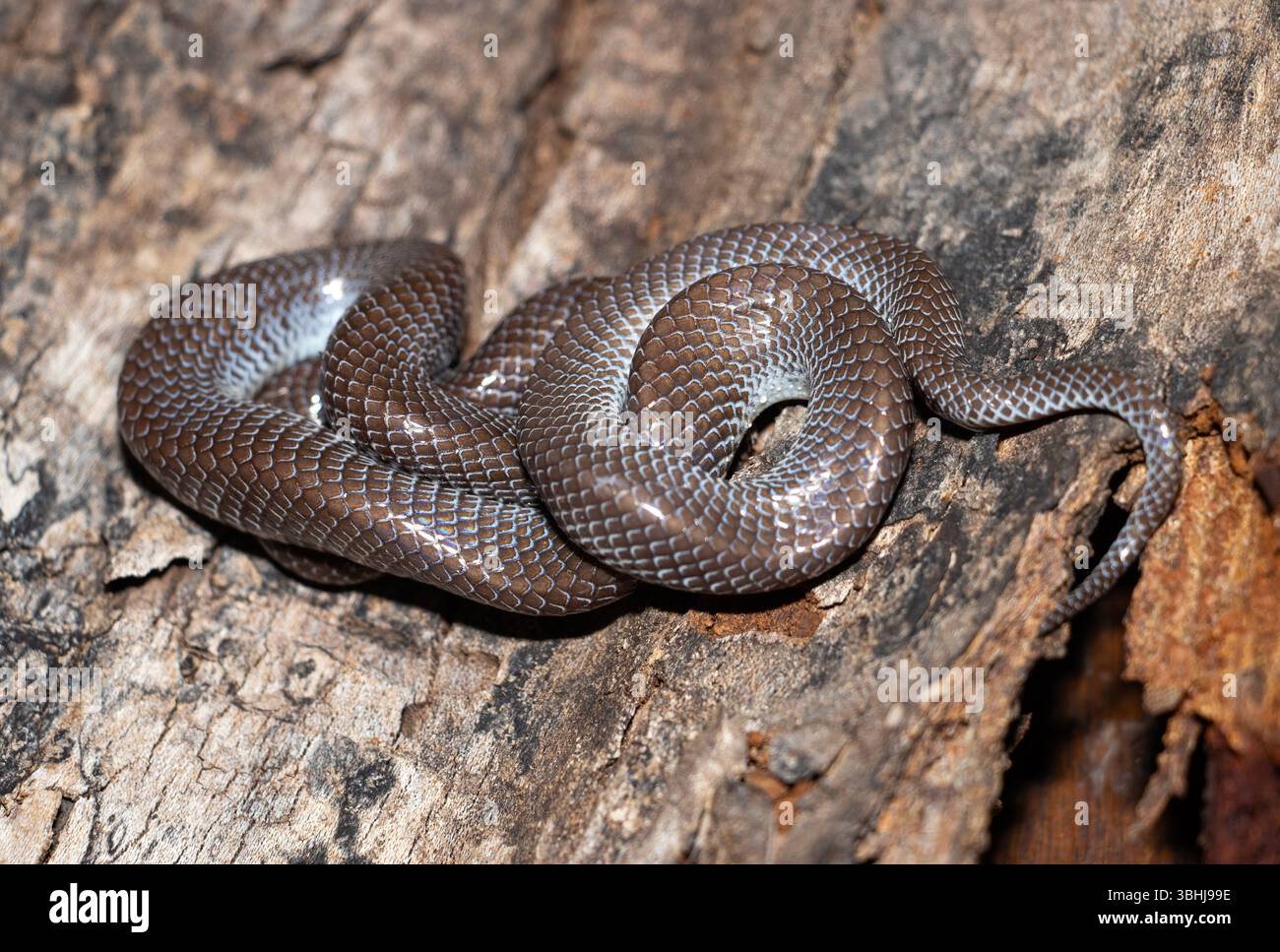 Jacksons wolf snake hi-res stock photography and images - Alamy
