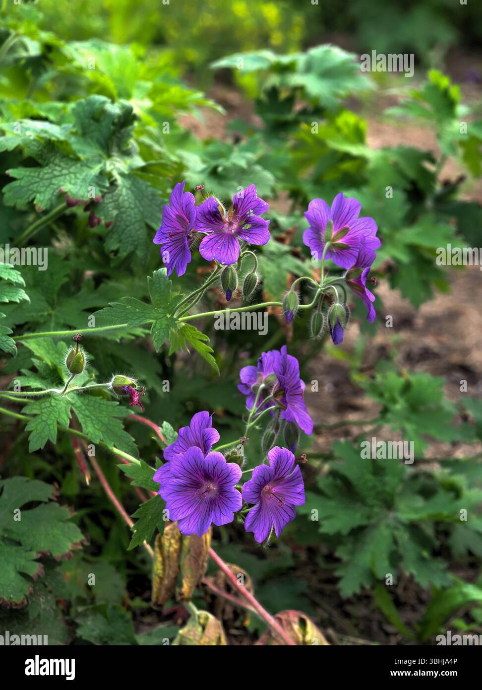 Geranium pratense among green leaves in natural environment, in full ...