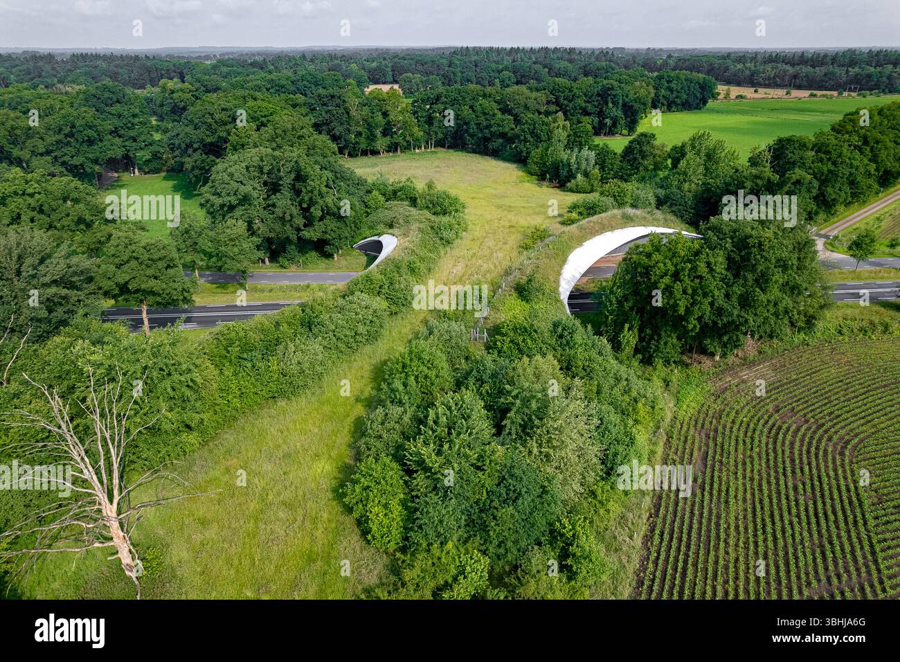 Road traversed by wildlife crossing forming a safe natural corridor ...