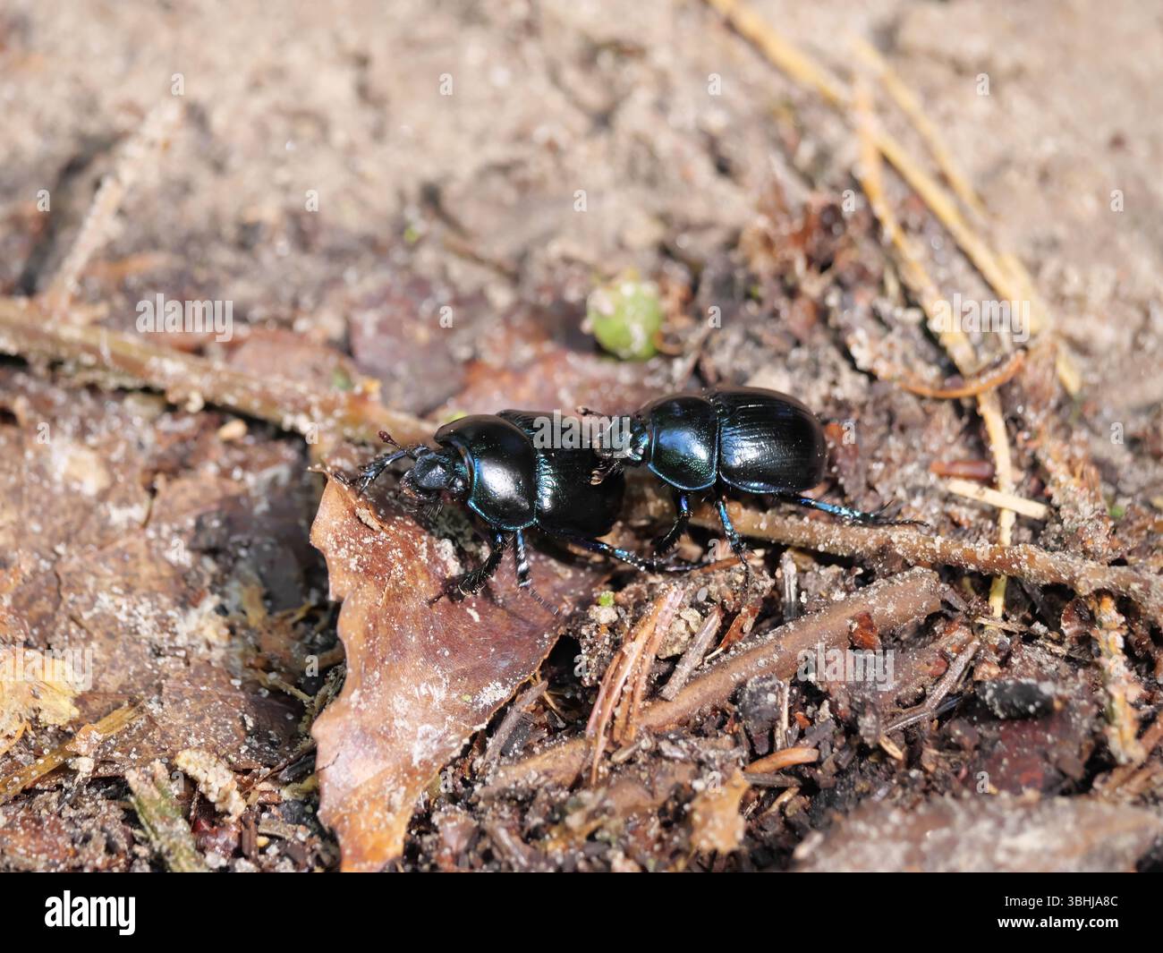 Two forest dung beetles (Anoplotrupes stercorosus) or common dung ...