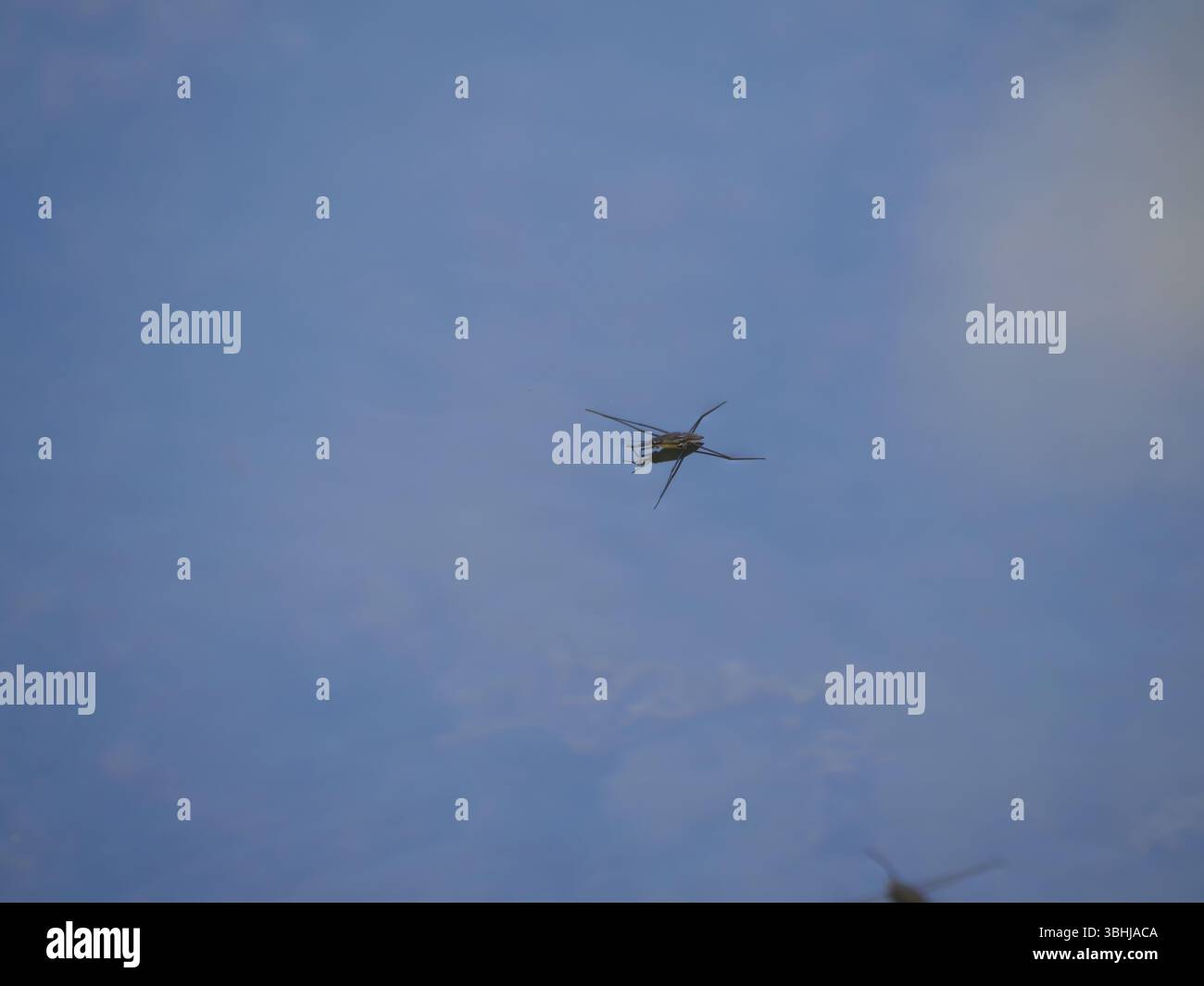 Water strider supported by surface tension on the water surface of a ...