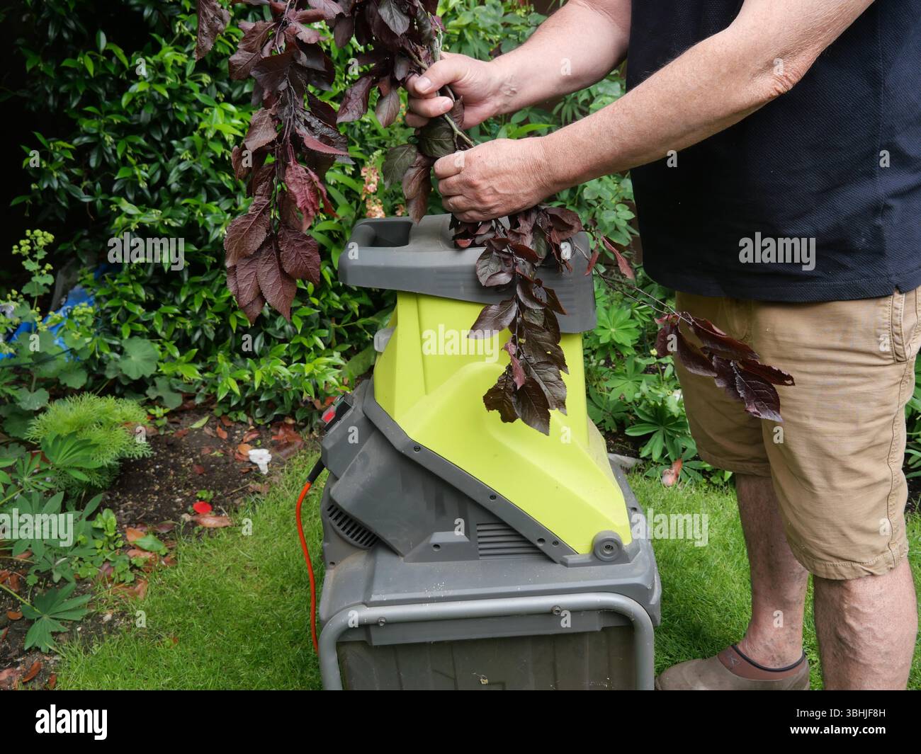 A man feeding dry tree branches into a wood chipper machine Stock Photo ...