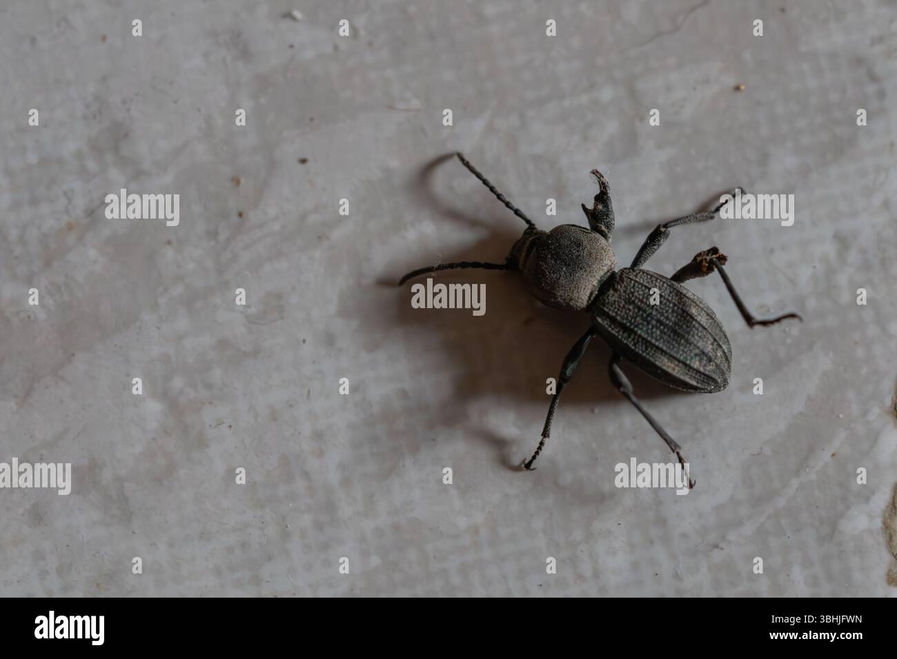 Scaurus beetle spain hi-res stock photography and images - Alamy