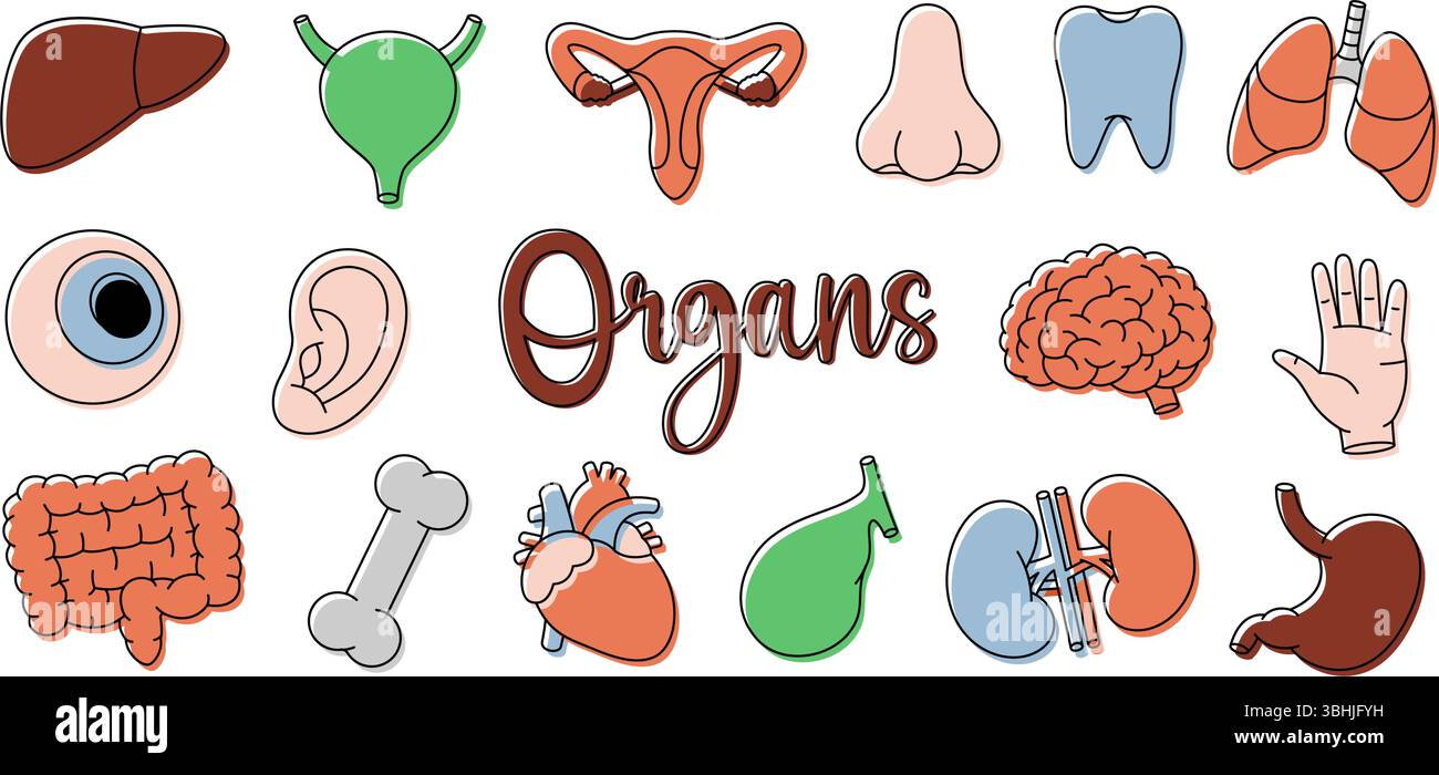 Human organs set. Heart, kidneys, gallbladder, intestines, tooth, brain ...