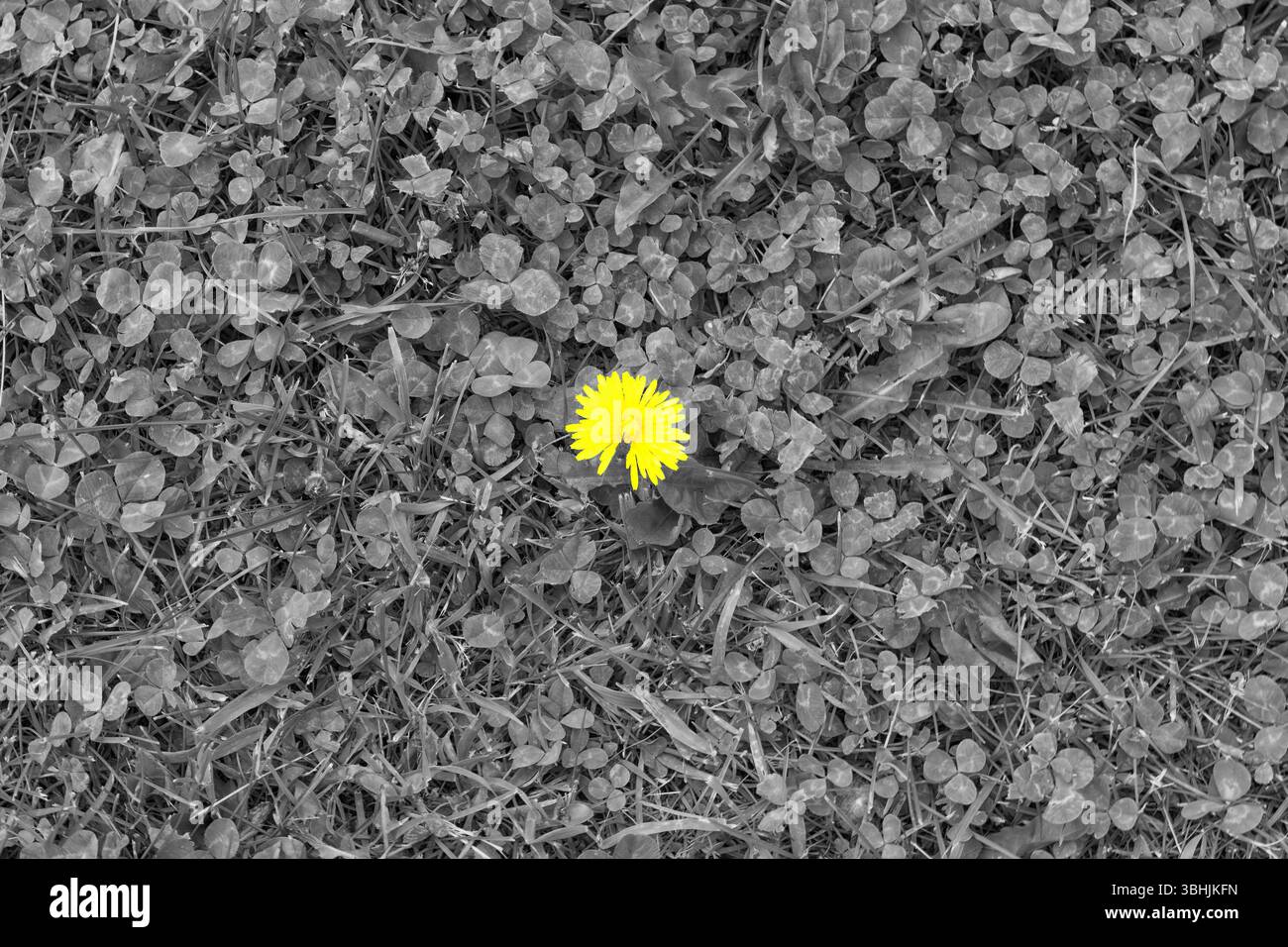 Spot the four leaf clover on monochrome hi-res stock photography and ...