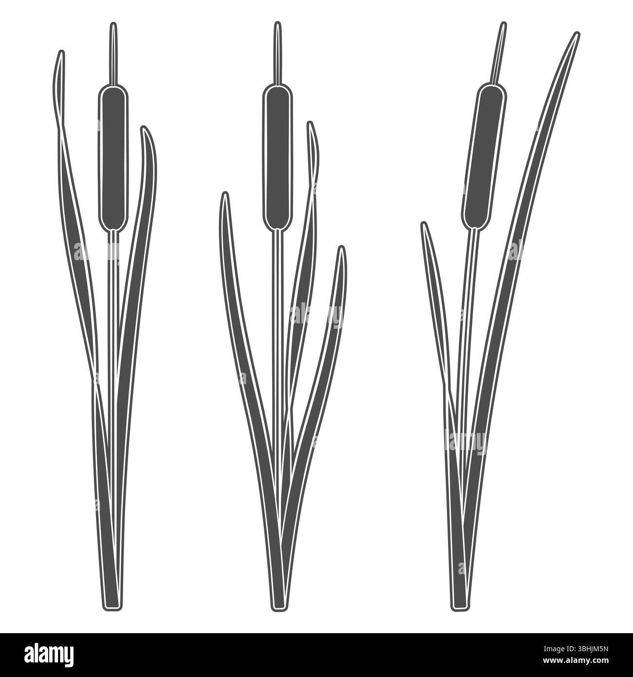 Set of black and white illustrations with cattails, reeds. Isolated vector objects on white ...
