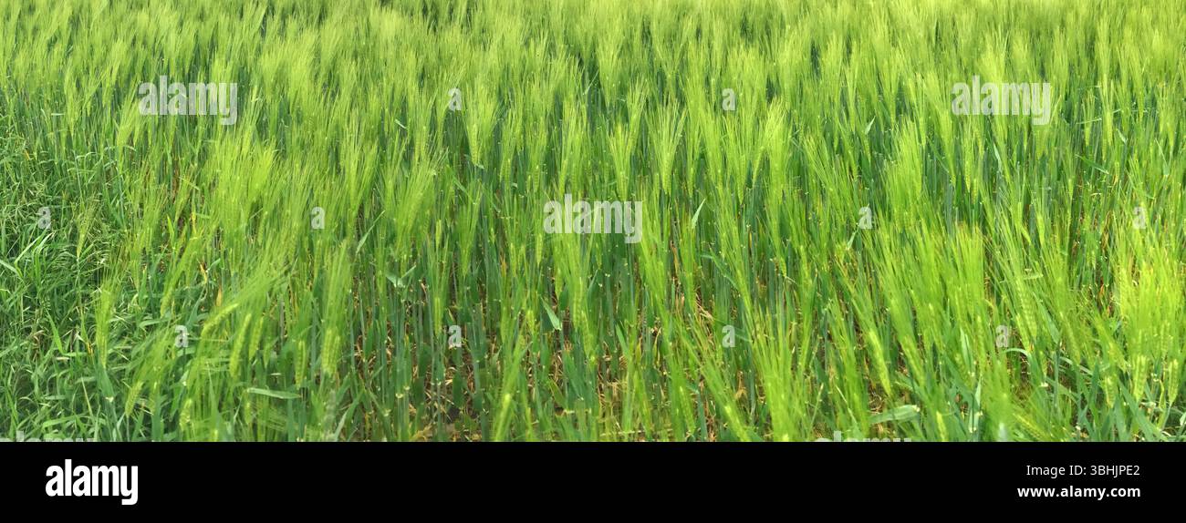 A lush green field captured as a wide panorama displaying fully grown ...