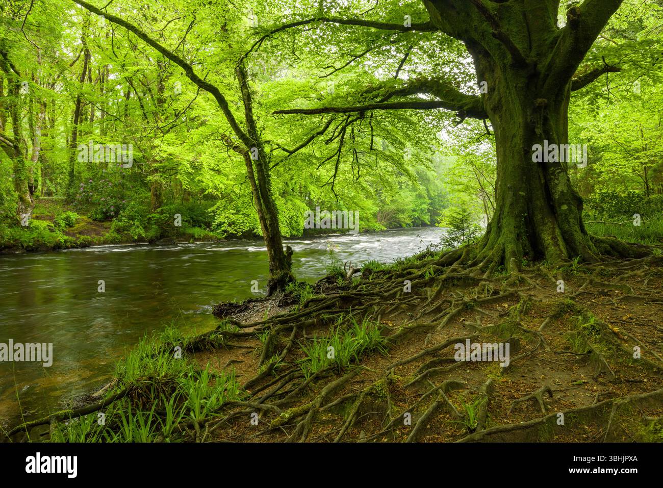 Exposed tree root system hi-res stock photography and images - Alamy