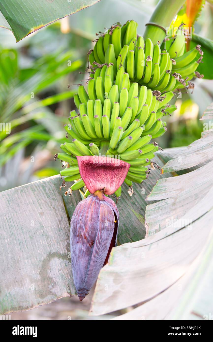 Banana Plant In Bloom, Flower With Ripe Fruits Growing From The Bud ...
