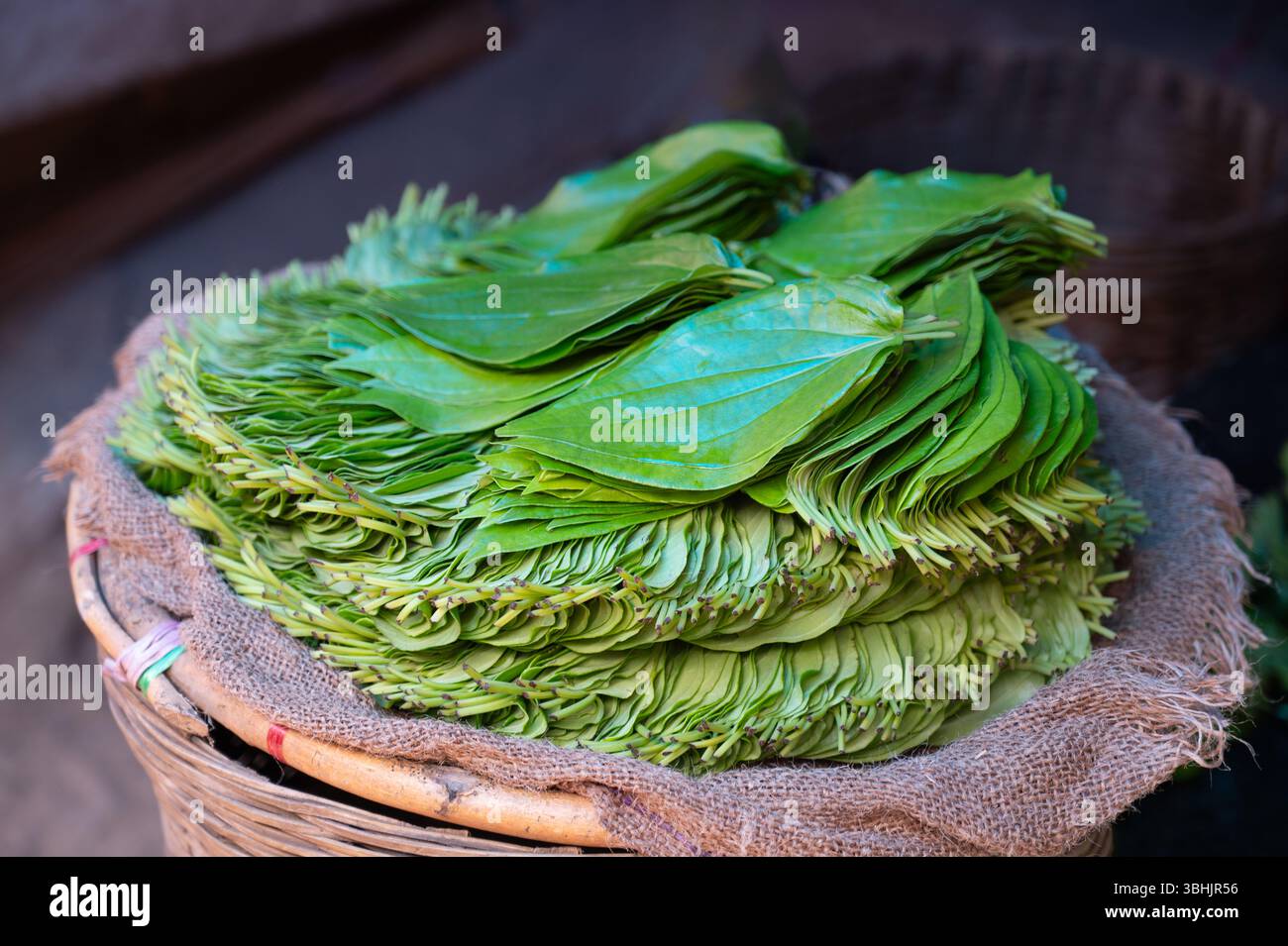 Betel Leaves Heap On A Market In India, Piper Betle Used For Chewing ...