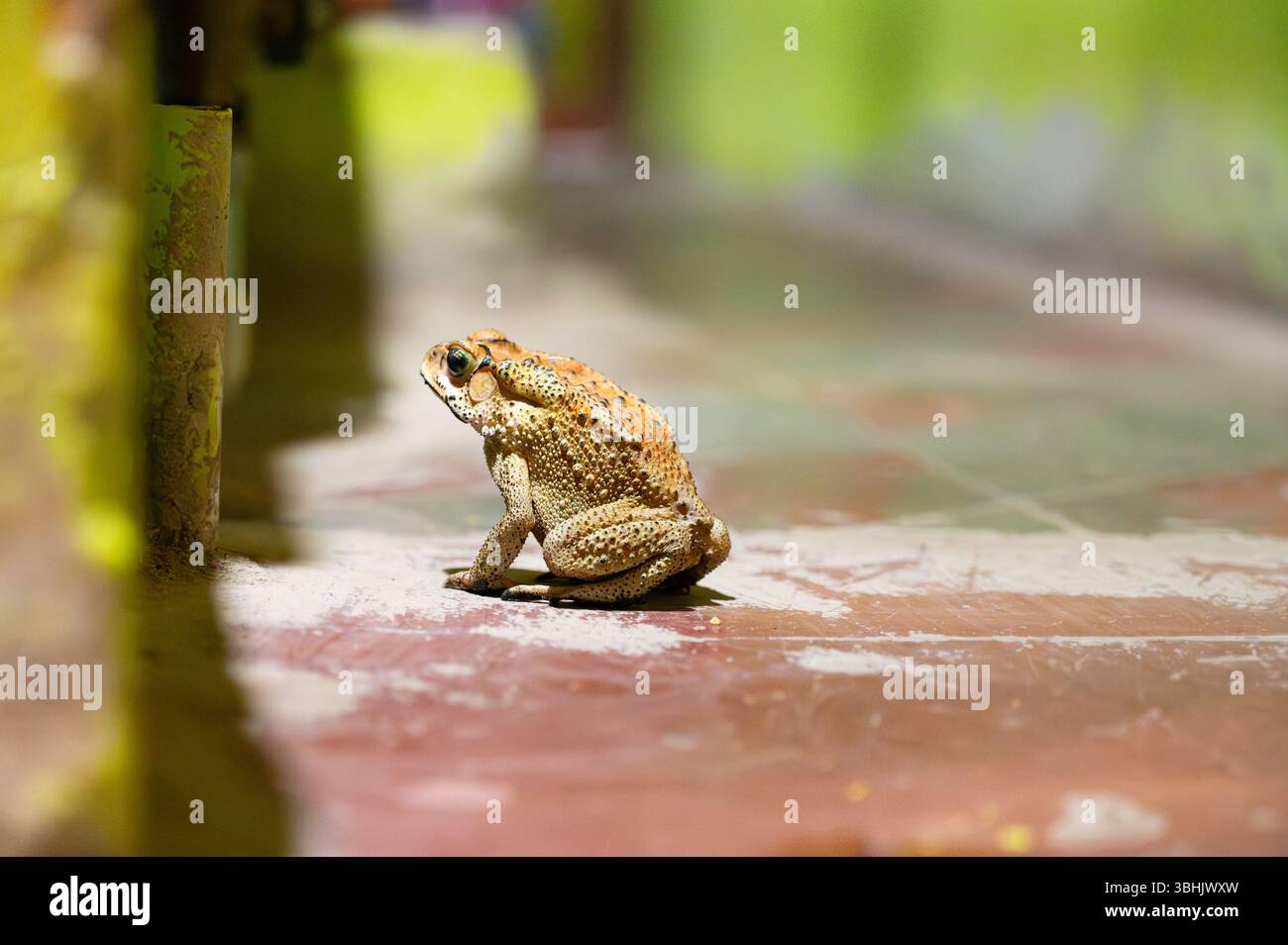 Asian Black Spined Toad, Duttaphrynus Melanostictus, Invasive Amphibian ...