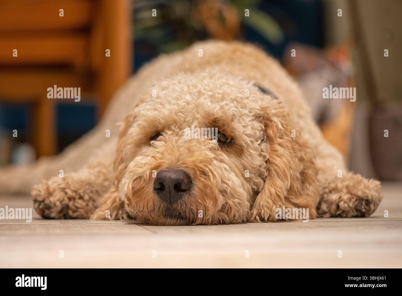 A dogs life Stock Photo - Alamy