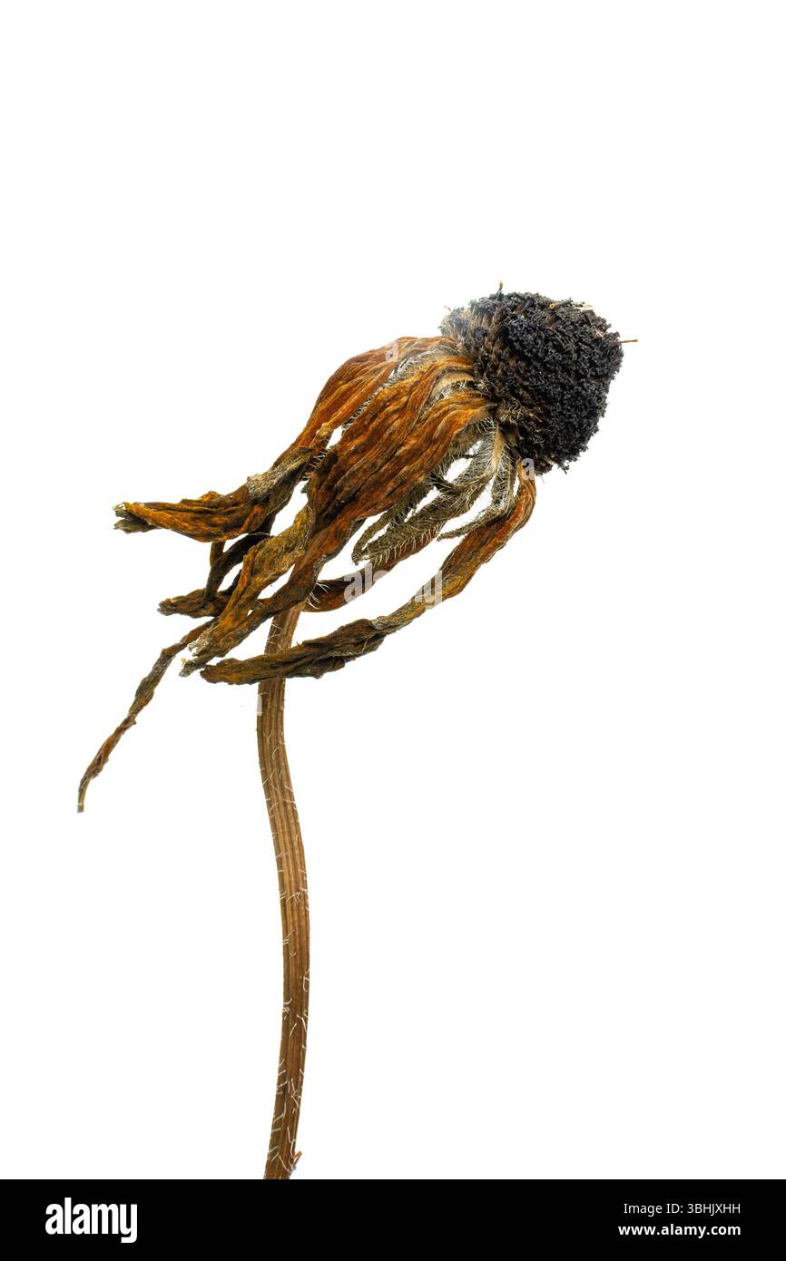 Delicate plant textures Cut Out Stock Images & Pictures - Alamy