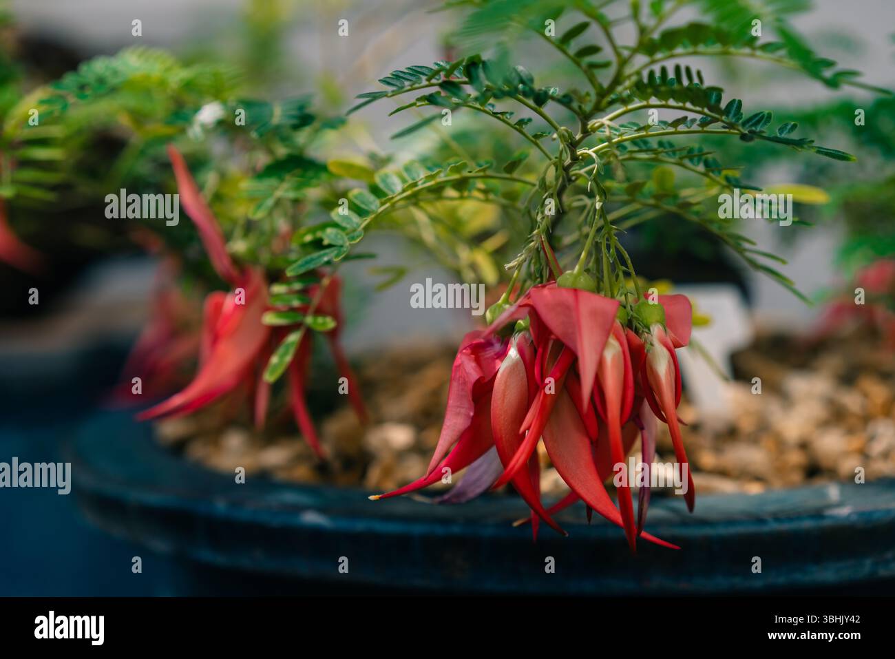 Flowers of endangered Kakabeak Clianthus puniceus. High quality photo ...