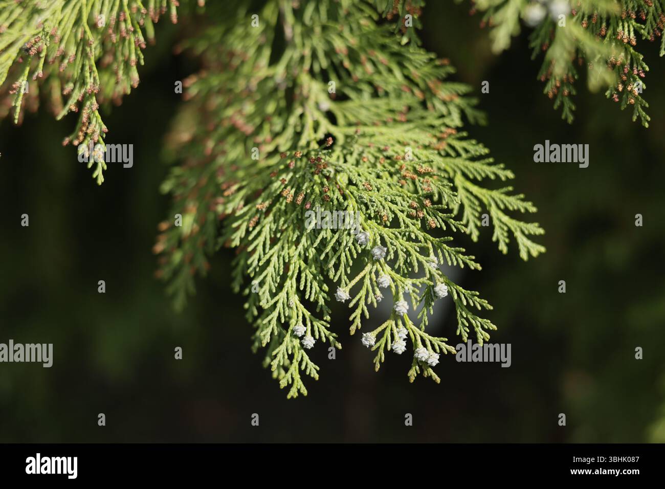 Lawson false cypress port hi-res stock photography and images - Alamy