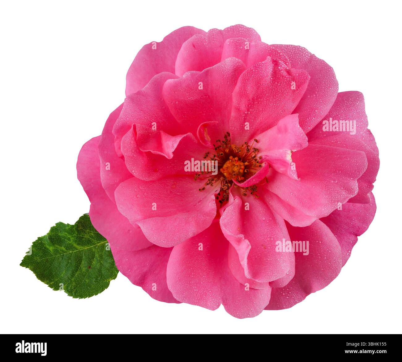 Beautiful magenta rose with dewdrops in top view. Garden flower cut out ...