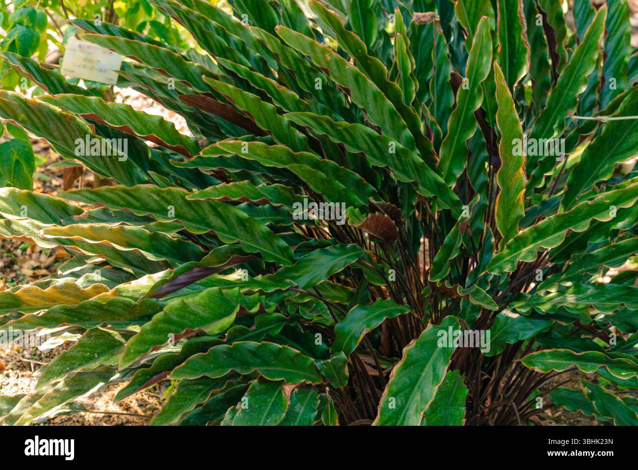 Mammi Croton's twist leaves with muticolor Codiaeum Mammi. High quality ...