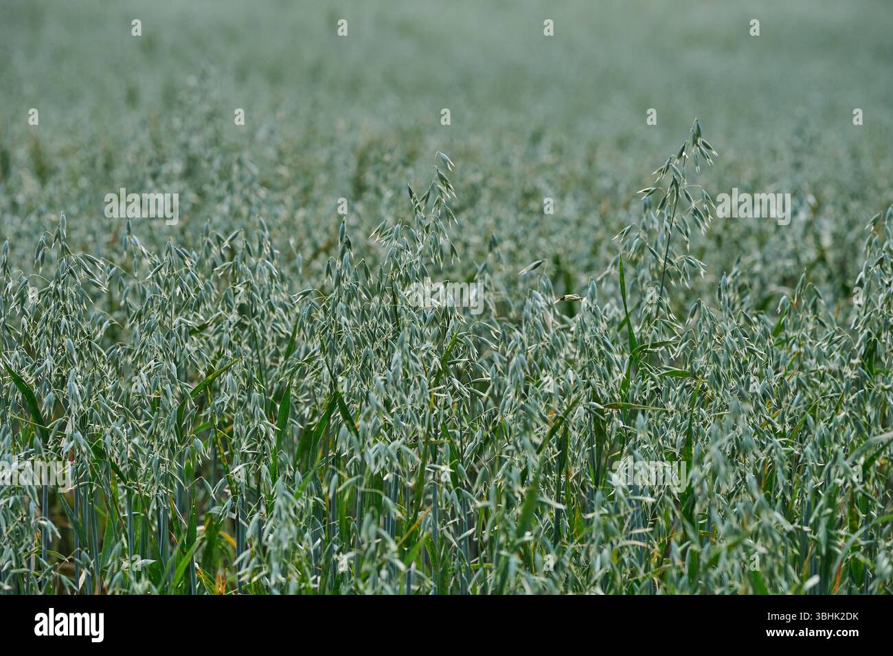 Landwirtschaft Hafer Ein Haferfeld in Brandenburg. 8.6.2025 ...