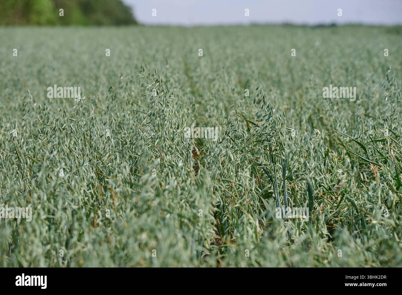 Landwirtschaft Hafer Ein Haferfeld in Brandenburg. 8.6.2025 ...