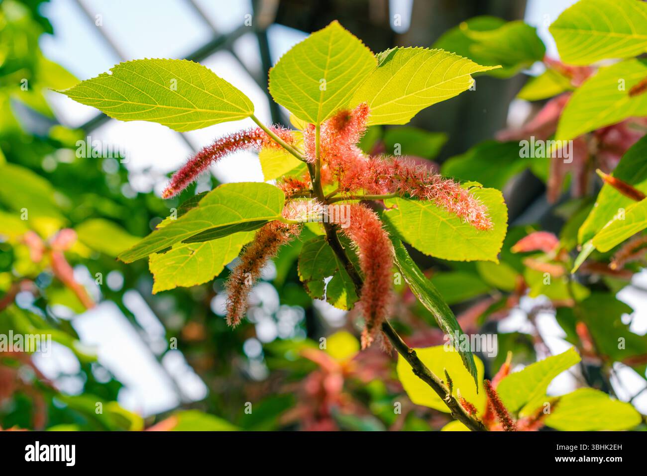 A vertical of Chenille, Acalypha hispida flowering plant. High quality ...