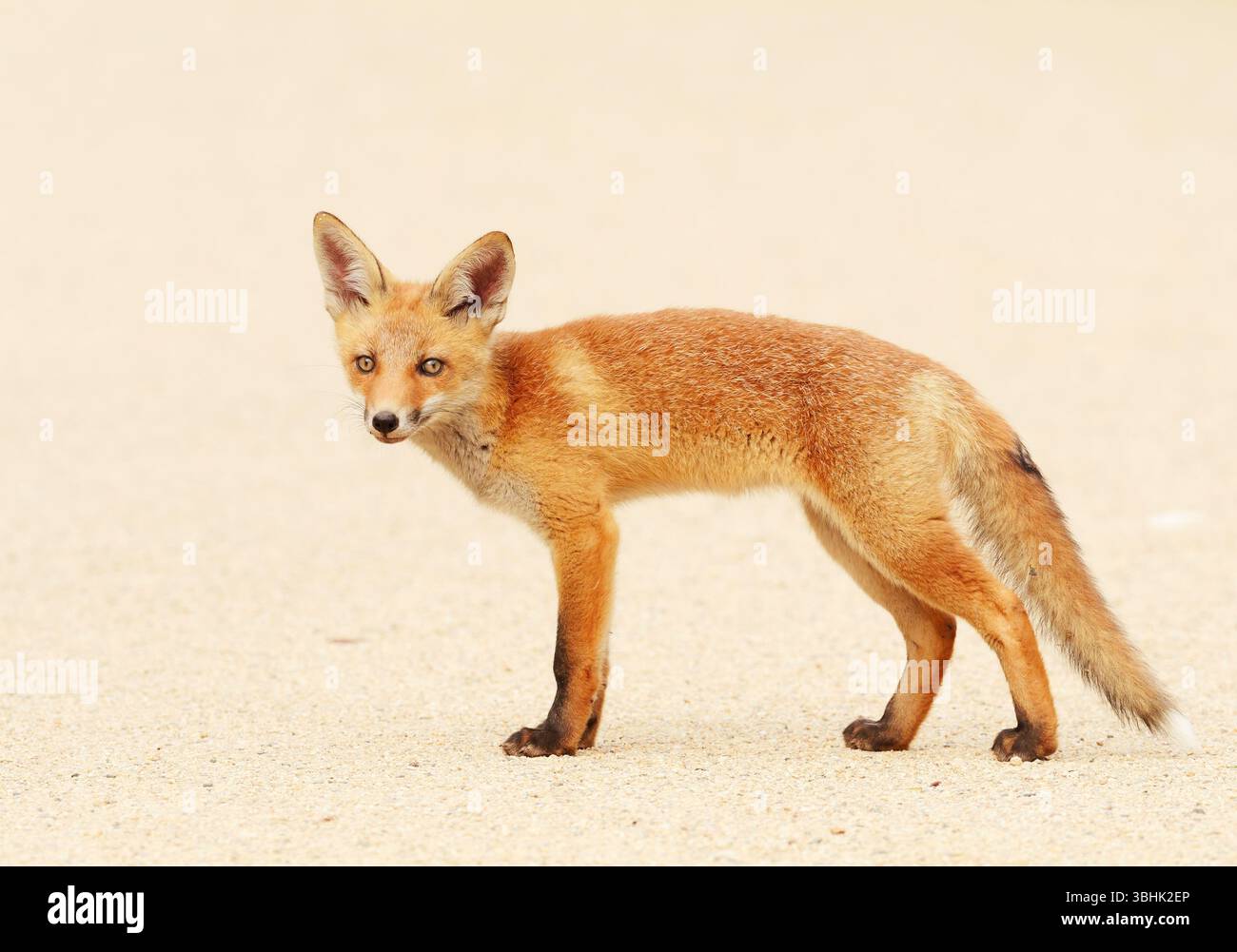 Berlin, Germany. 31st May, 2025. 31.05.2025, Berlin. A small, young red ...