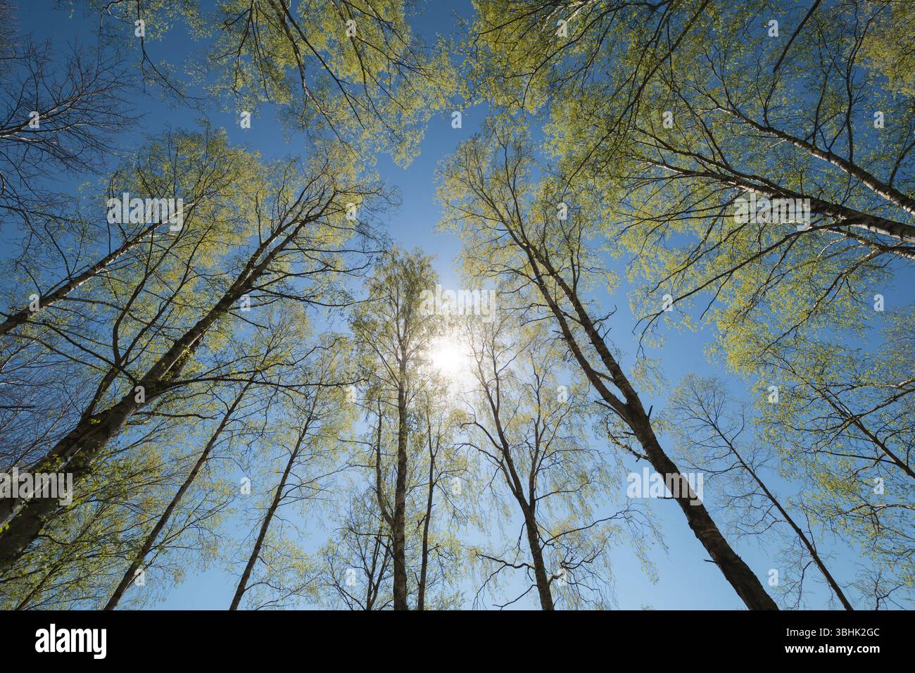 Perspective view from early hi-res stock photography and images - Alamy