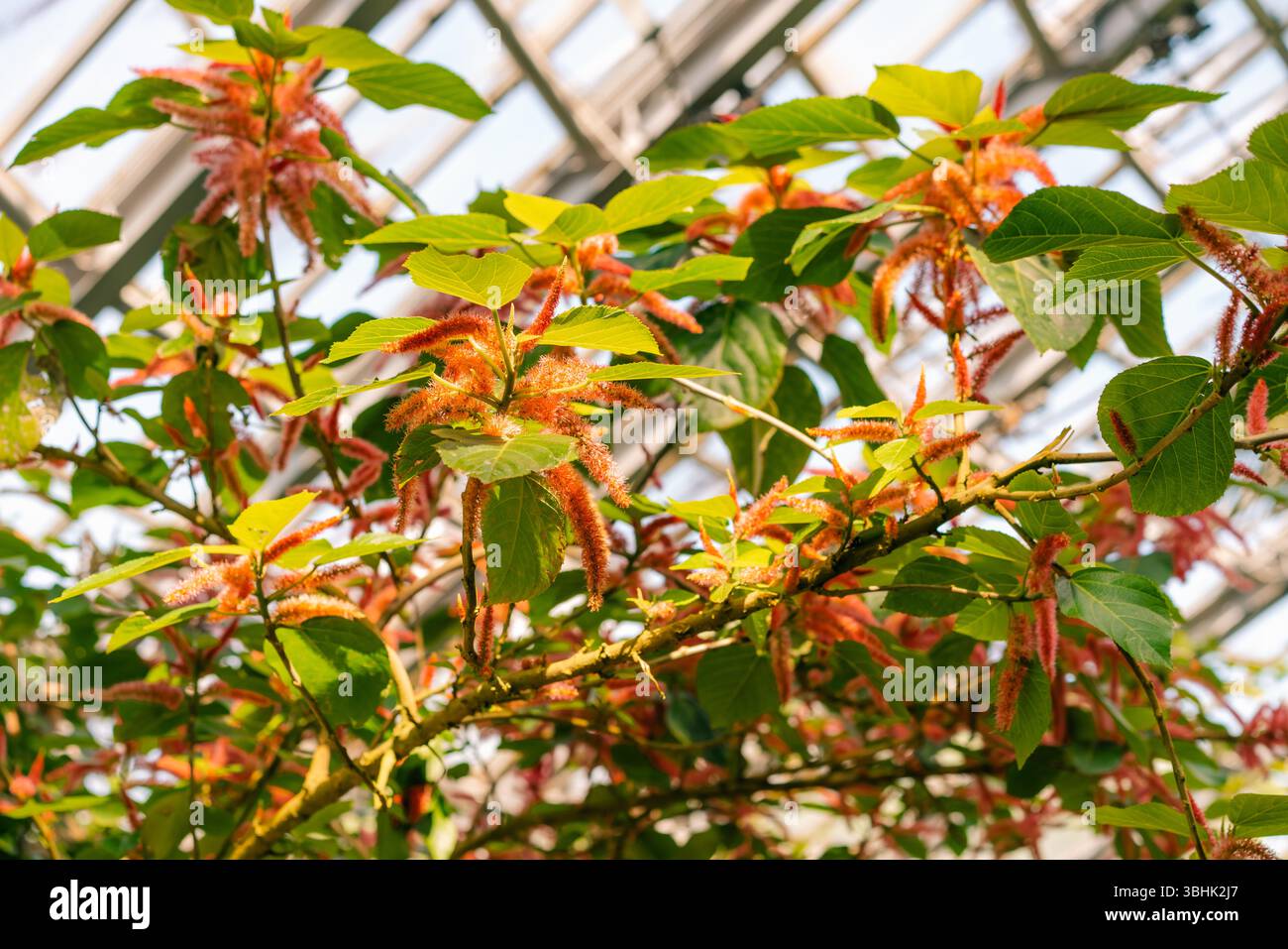 A vertical of Chenille, Acalypha hispida flowering plant. High quality ...