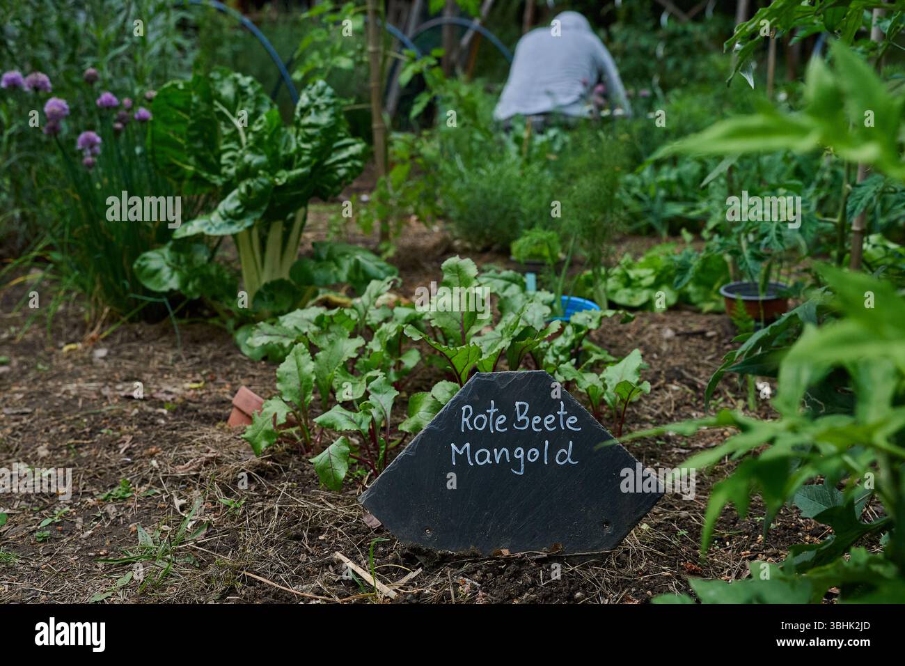 Nutzgarten Rote Beete Mangold Rote Beete und Mangold in einem ...