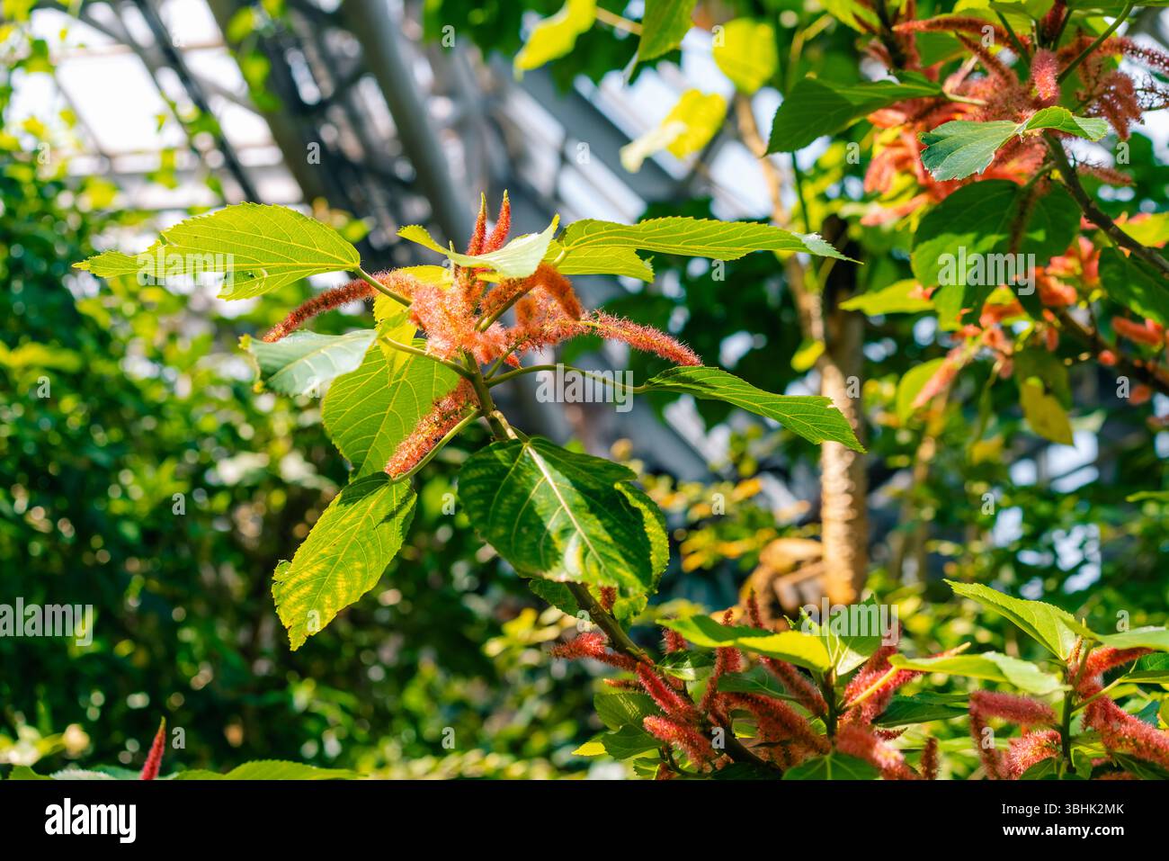A vertical of Chenille, Acalypha hispida flowering plant. High quality ...
