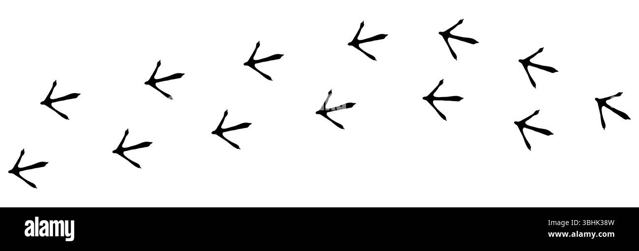 Bird footprint chicken foot track, feet print, paw step hand drawn ...