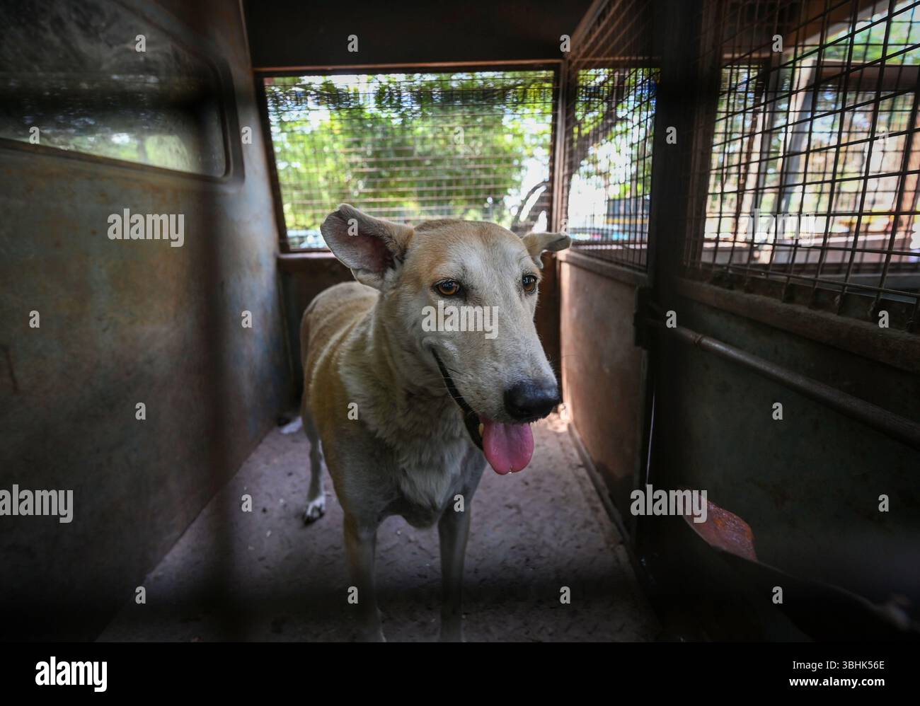 NEW DELHI, INDIA - JUNE 10: Workers from MCD Veterinary department seen ...