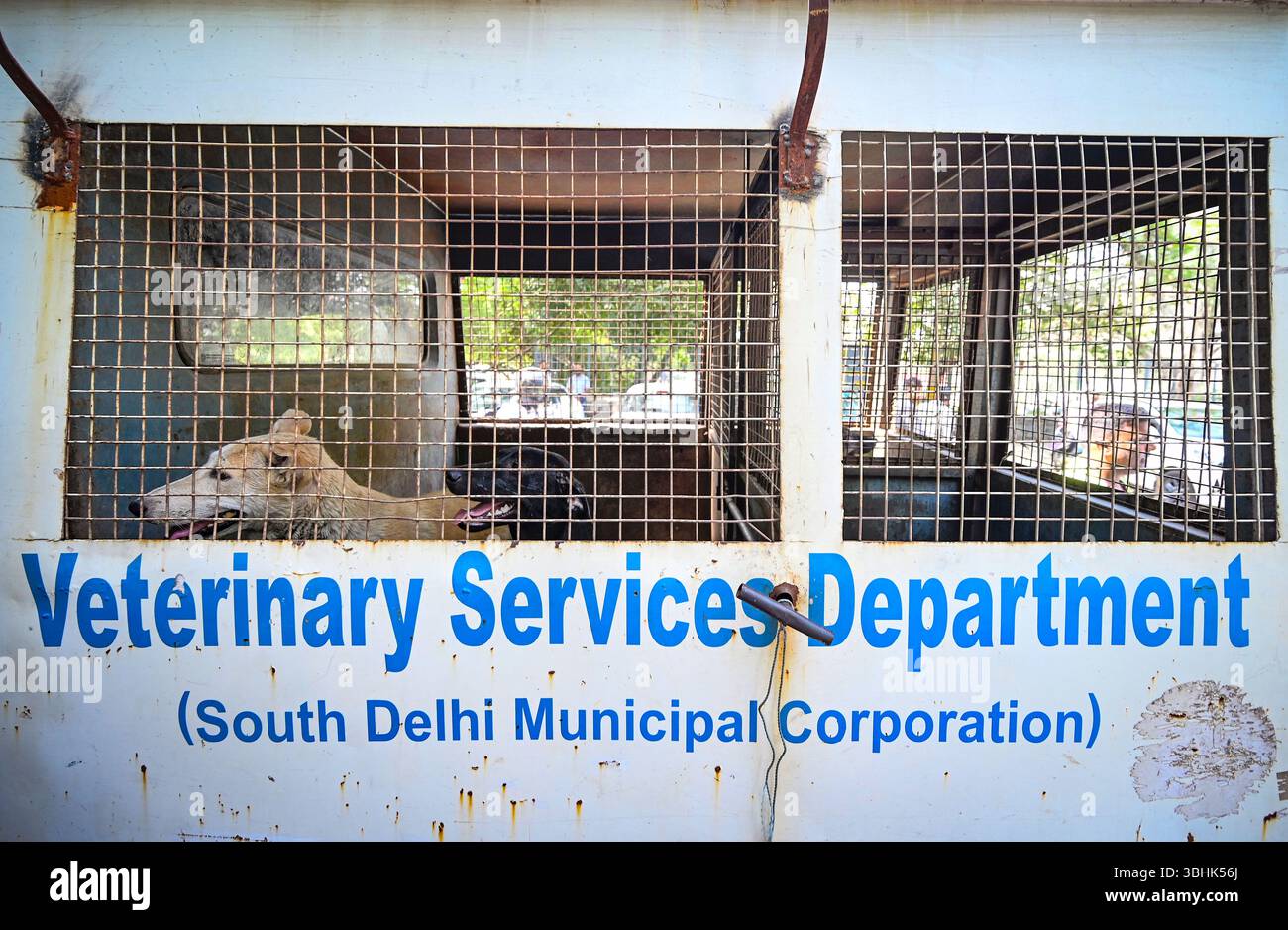 NEW DELHI, INDIA - JUNE 10: Workers from MCD Veterinary department seen ...