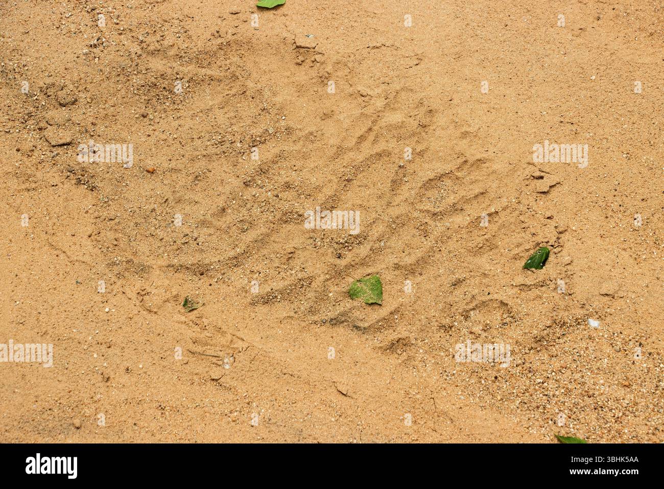 To those who are experienced with the bush and the art of tracking the ...