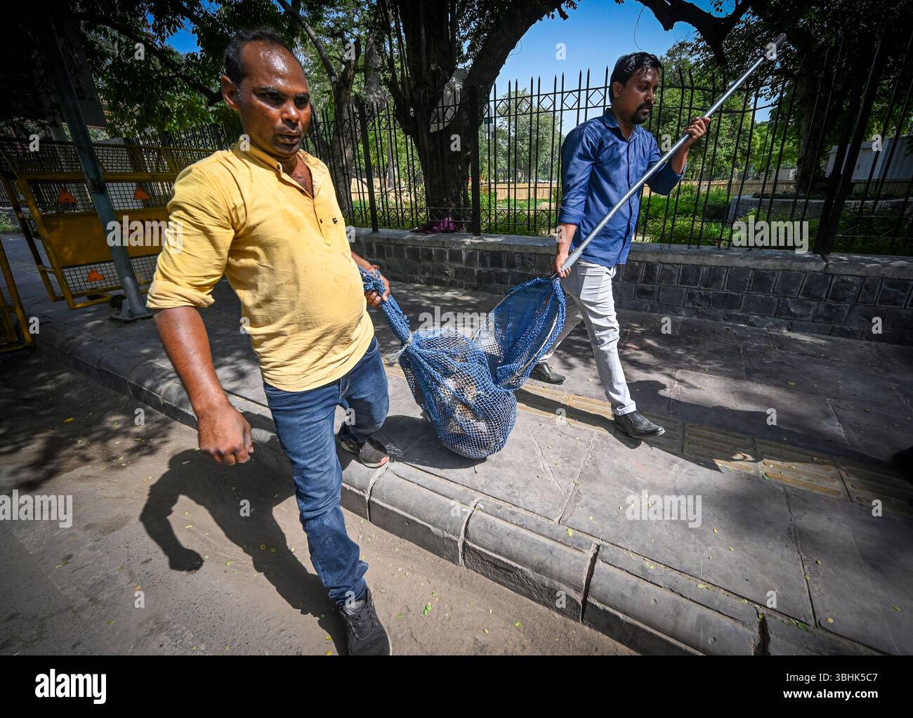 NEW DELHI, INDIA - JUNE 10: Workers from MCD Veterinary department seen ...