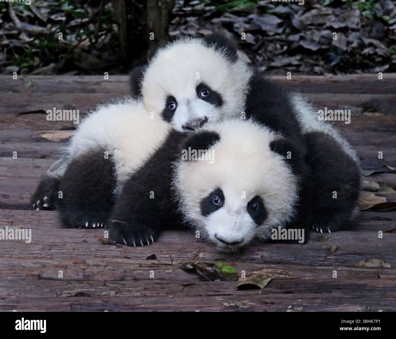 Baby Giant Pandas Playful and adorable at a zoo Stock Photo - Alamy