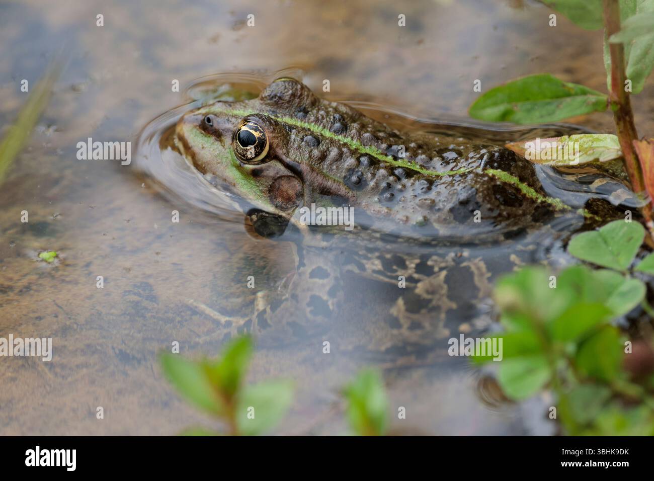 Irregular dark blotches hi-res stock photography and images - Alamy