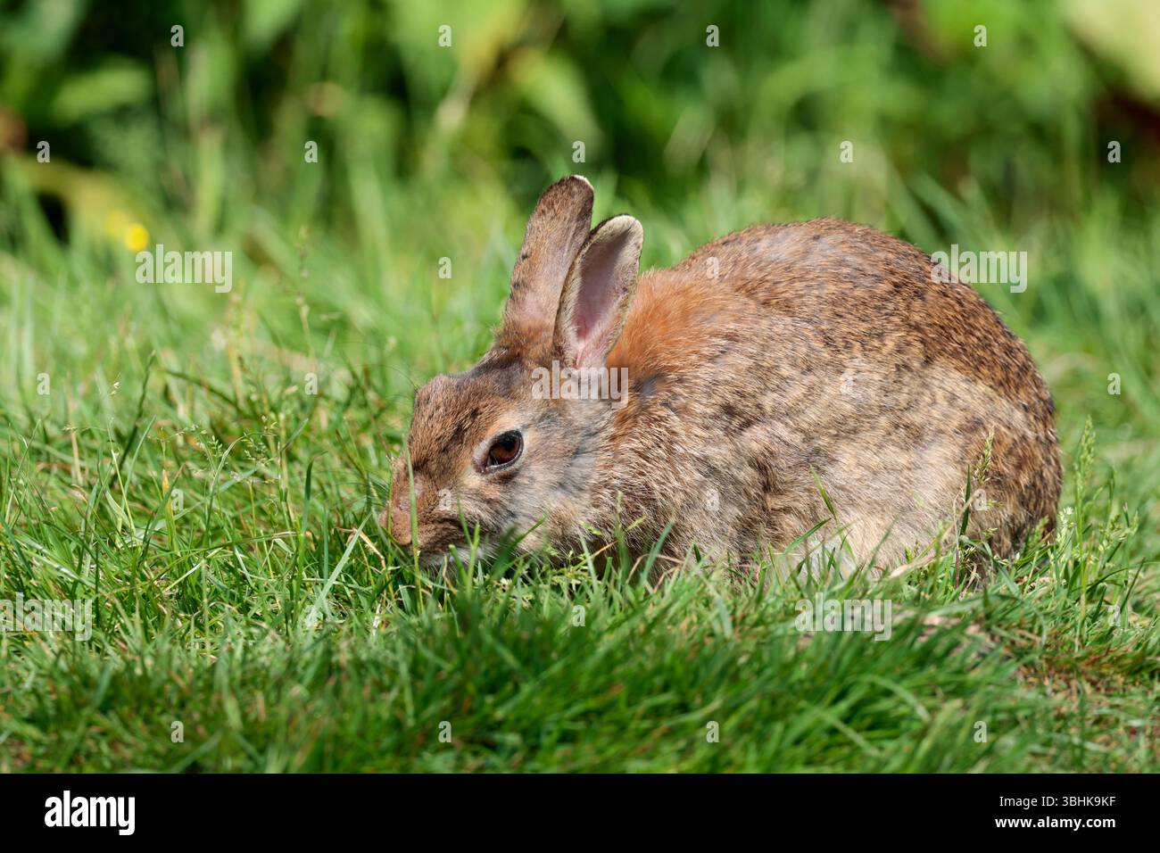 Landscape format rabbit image uk hi-res stock photography and images ...