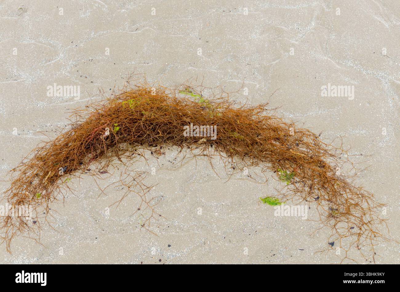 Clump of brown stringy seaweed washed up on the beach Stock Photo - Alamy