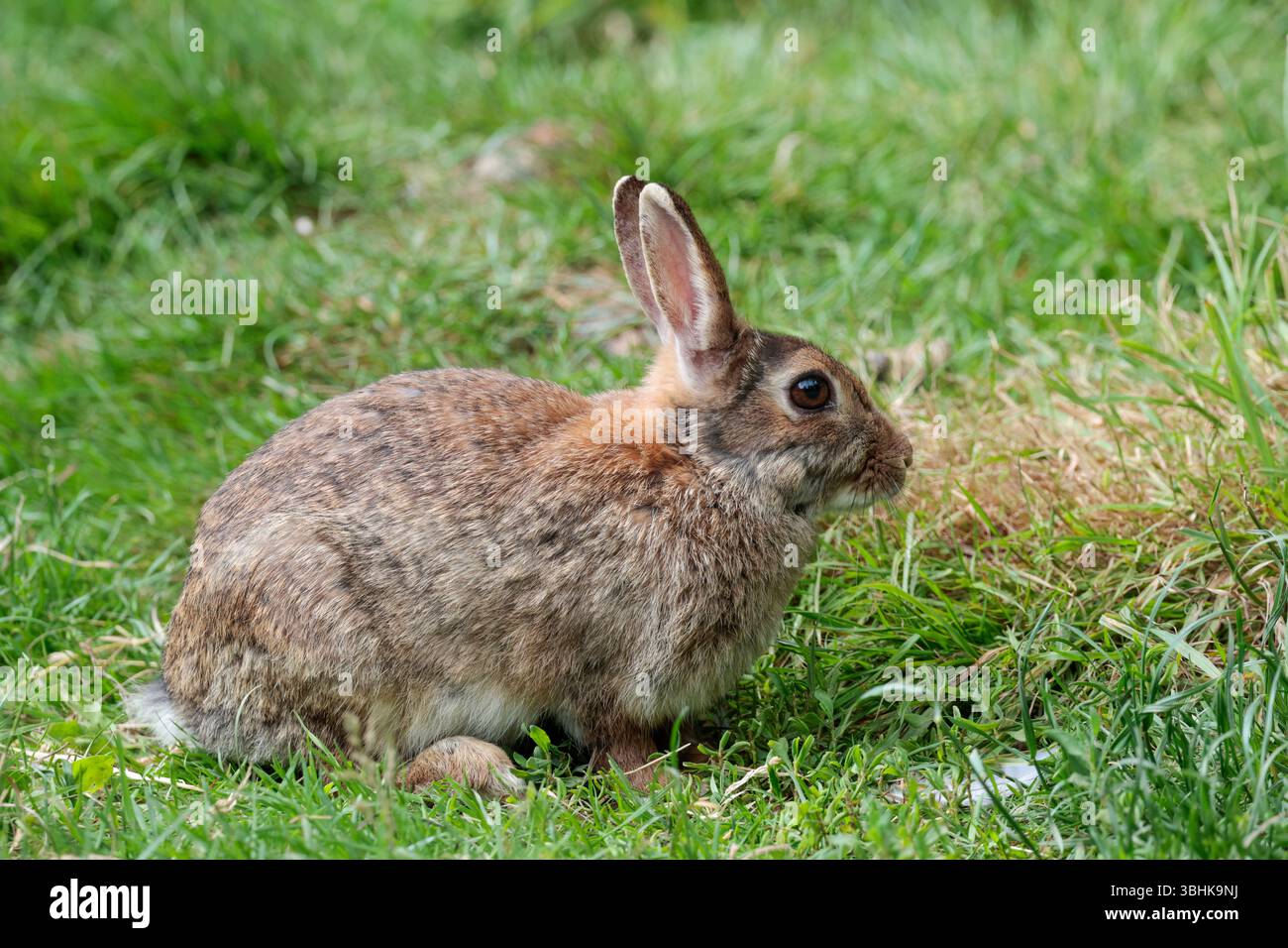 Rabbit Oryctolagus cunniculus, grey brown fur long upright ears larger ...