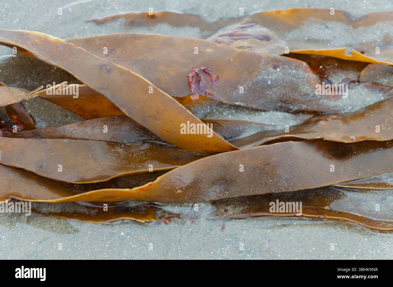 Flat brown kelp seaweed washed up on the beach at Ballywalter County ...
