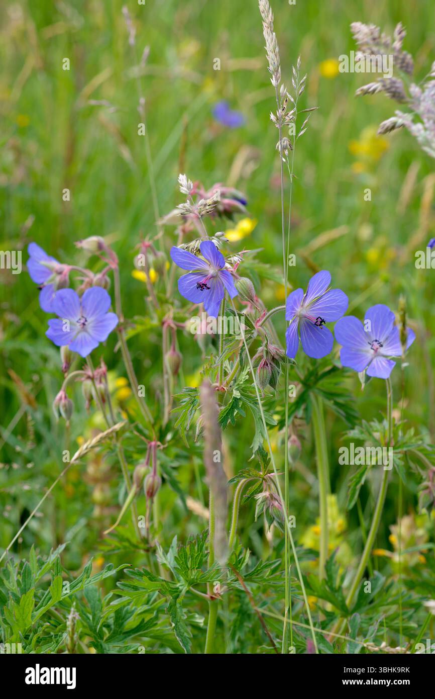 Hairy blue pods hi-res stock photography and images - Alamy