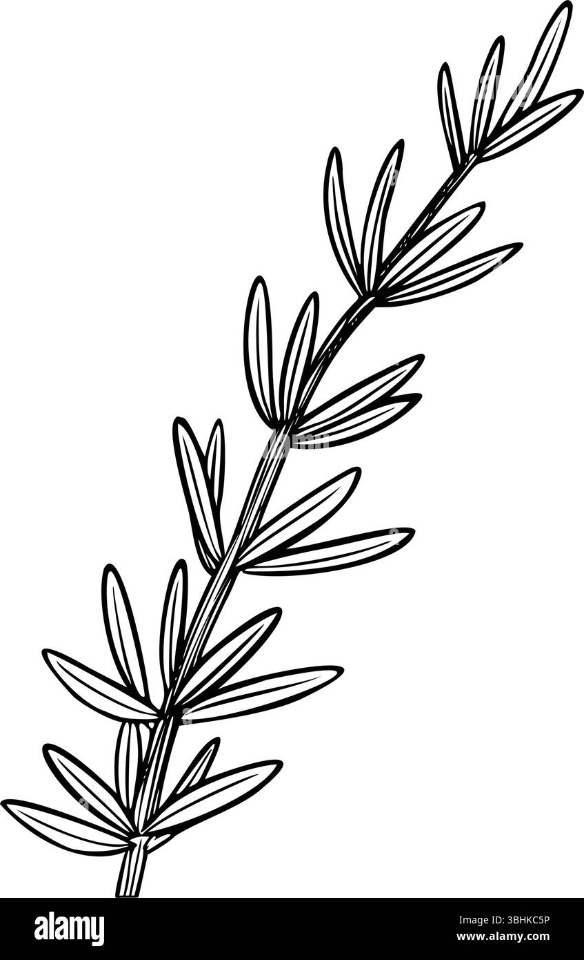 Vector illustration of a Thyme sprig in outline style. Hand drawn ...